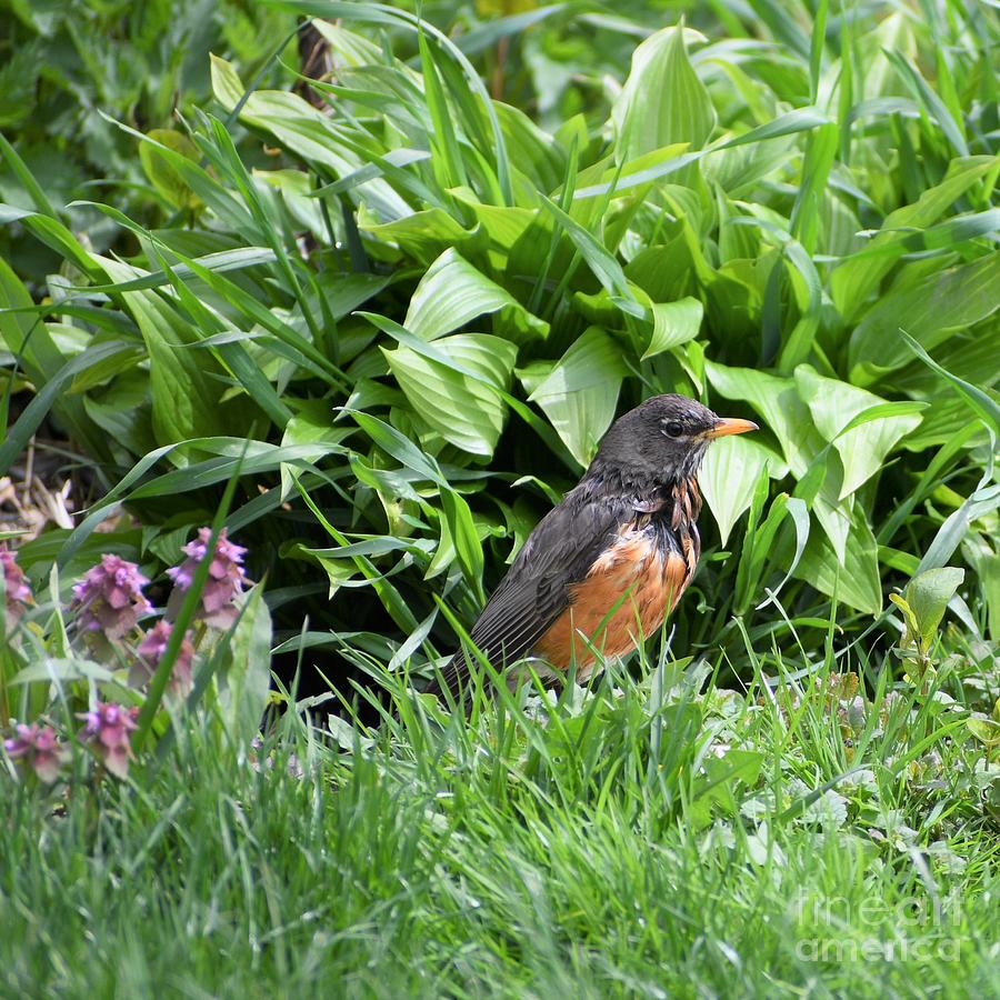 Springtime Robin Photograph by Rebekah Schweizer - Fine Art America