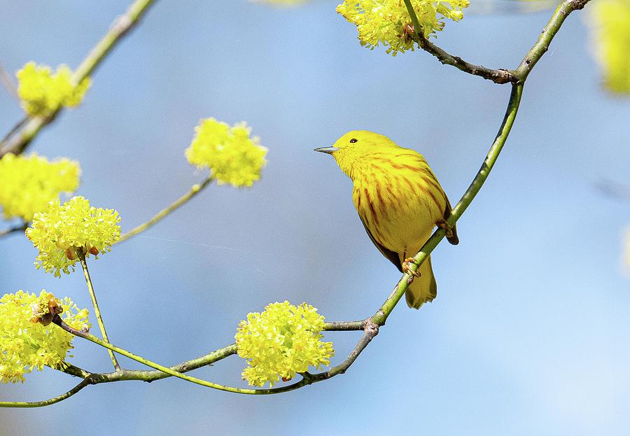 Springtime Yellow Warbler Photograph by Ray Whitt - Fine Art America