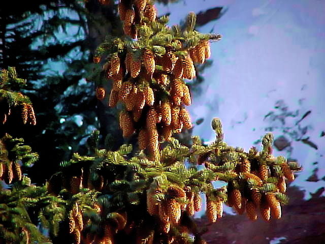 Spruce Tree Photograph by Betsy Cullen - Fine Art America