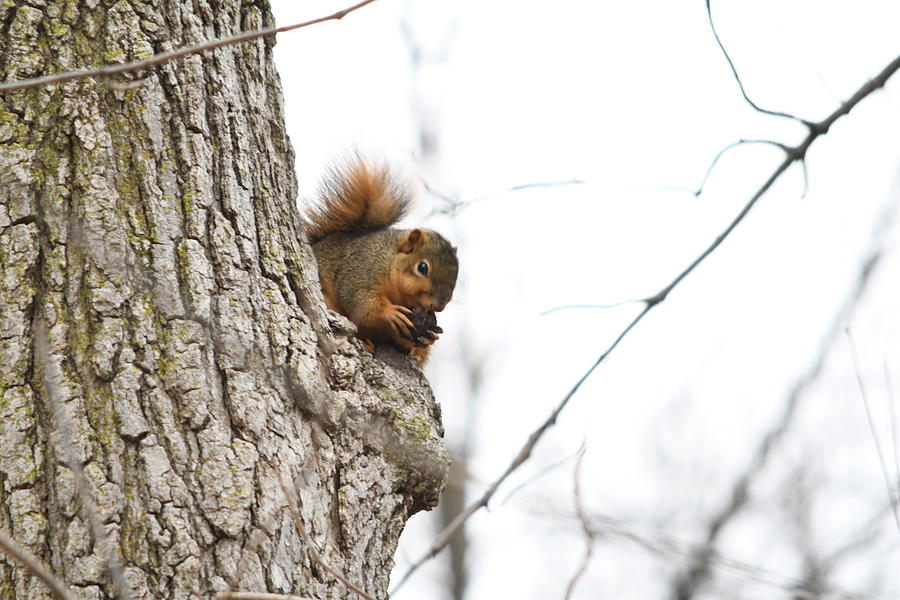 Squirrel and It's Nut Photograph by John Weeks - Fine Art America
