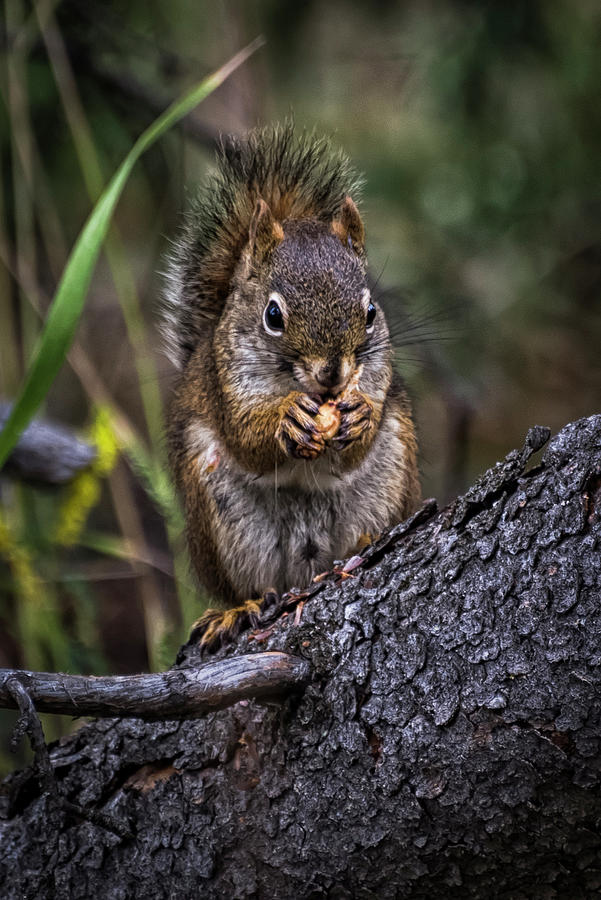 Squirrel Photograph by David Hook | Fine Art America