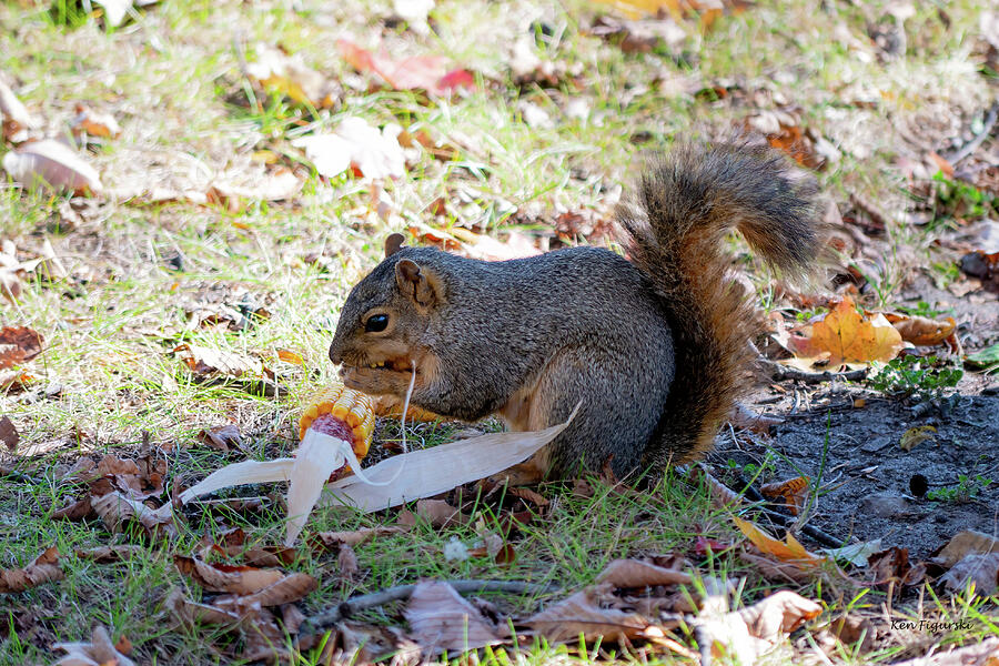 Squirrel Eats Corn Photograph by Ken Figurski - Fine Art America