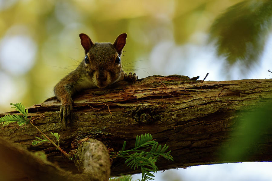 Squirrel On A Tree Photograph by Jeff Rainforth - Fine Art America