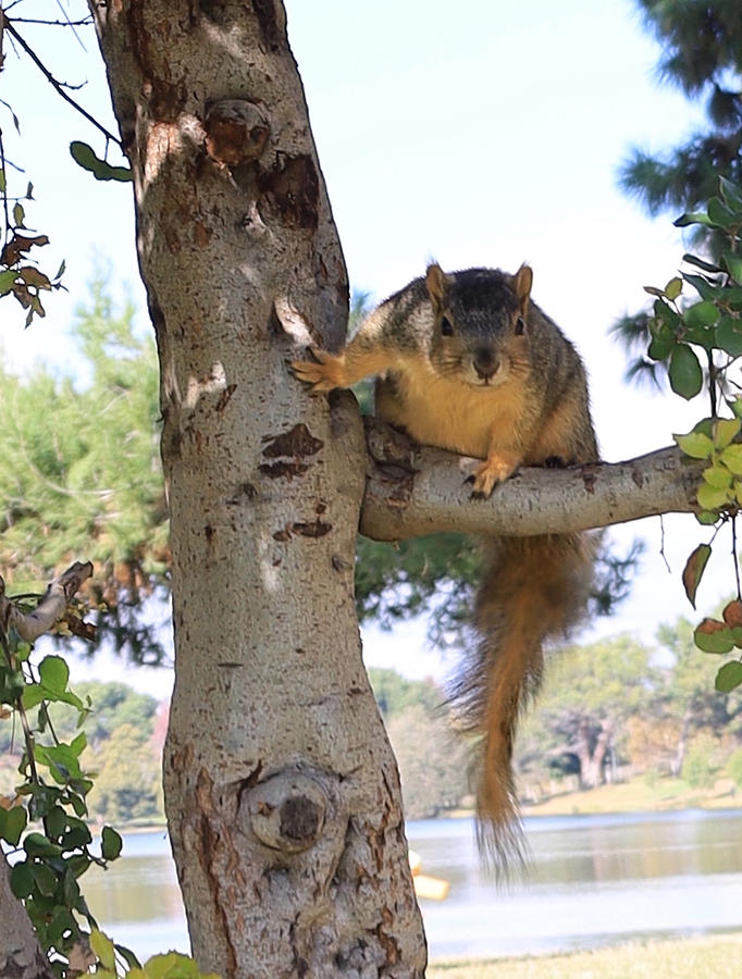 Squirrel in a Tree Photograph by Cleopathra Dance - Fine Art America