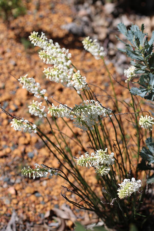Stackhousia Grouping Photograph by Michaela Perryman - Fine Art America