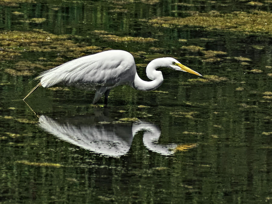 Stalking Egret Photograph by Rebecca Harmon - Fine Art America