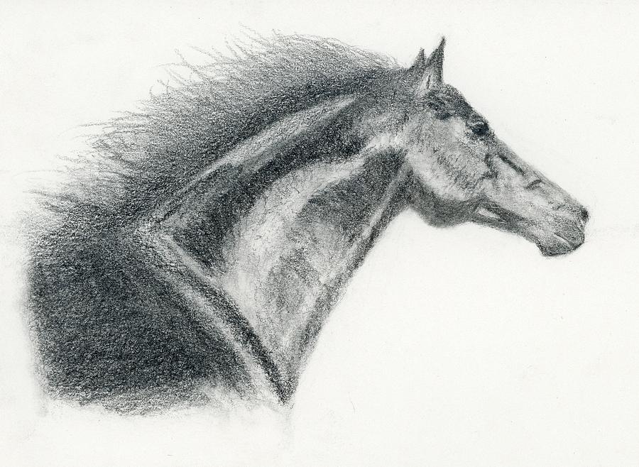 Stallion Drawing by Philip Marks - Pixels