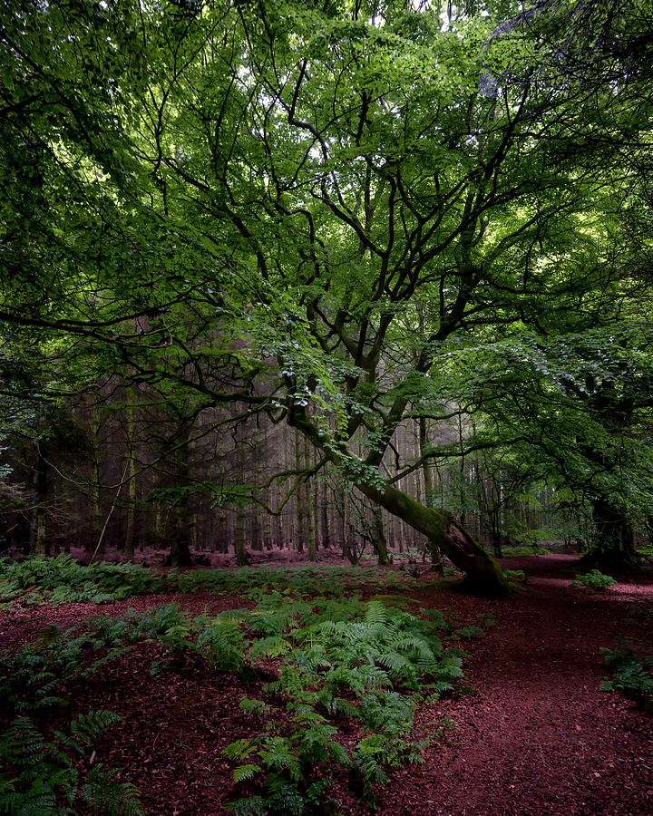 Standing Tree Photograph by Drew Devine - Fine Art America