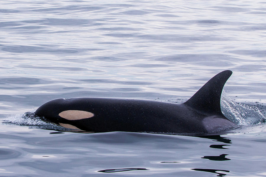 Star J46 So Resident Orca Photograph by Debbie Troxler - Pixels