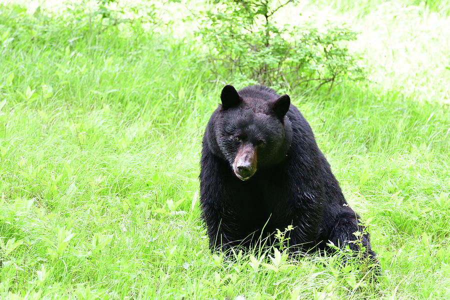 Stare down Photograph by Jeff Macklin - Fine Art America