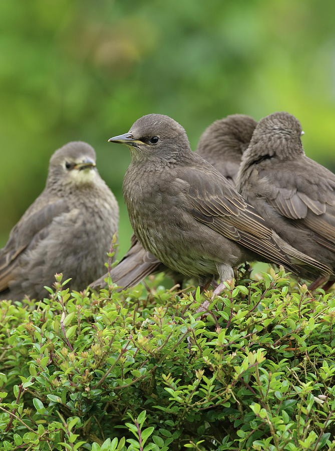 Starling fledgling's Photograph by Peter Skelton - Pixels