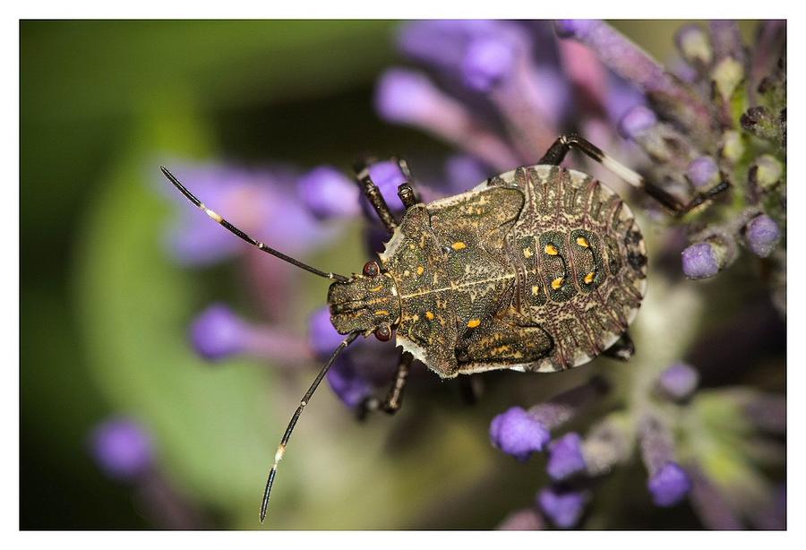 Stinker Photograph by Kelly Dye - Fine Art America