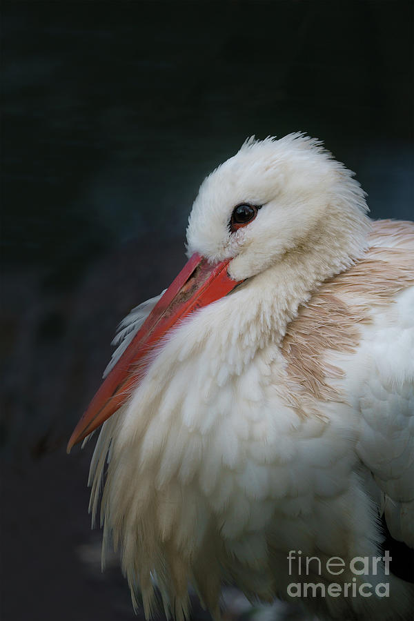 Stork Photograph by MSVRVisual Rawshutterbug - Pixels