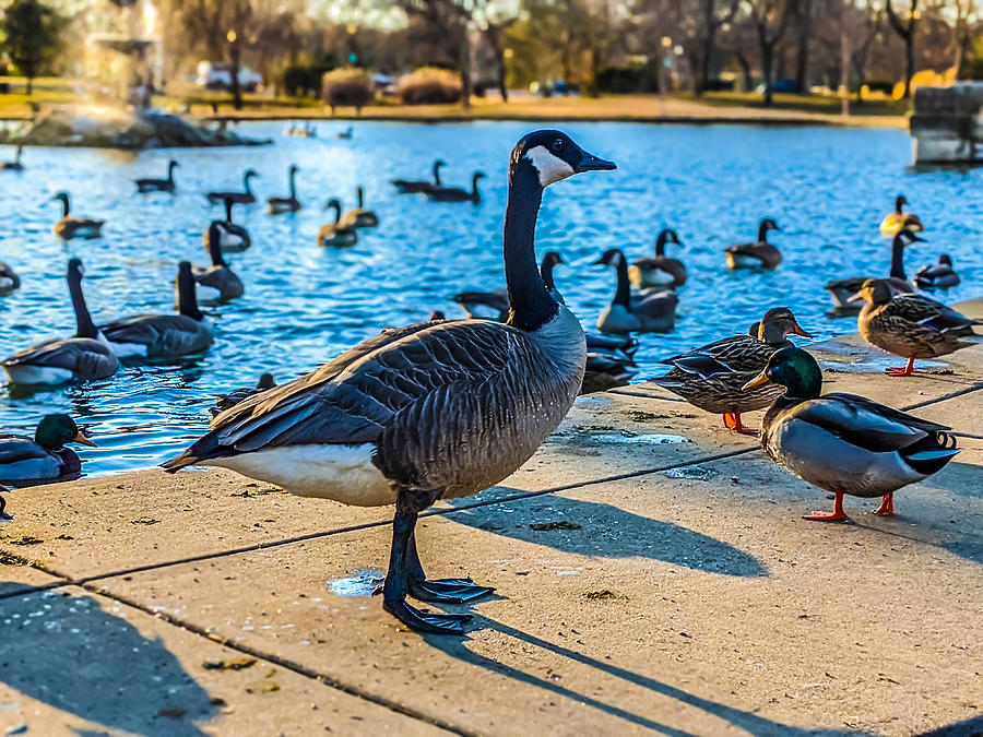 Stout Goose Photograph by Paul Koenig - Fine Art America