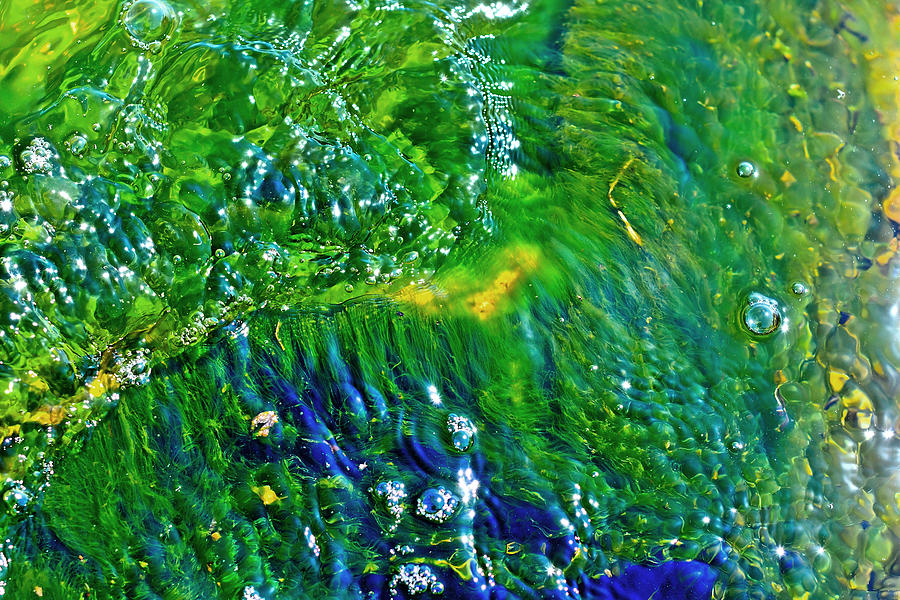 String Algae In Waves 13 Photograph by Lyle Crump - Fine Art America