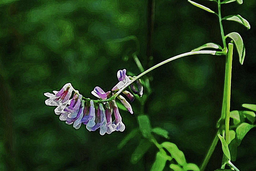 String of Purple Blooms Watercolor Photograph by Christopher Hignite ...