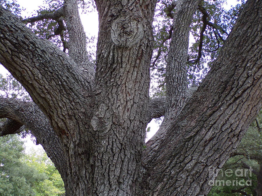 Strong Sturdy Limbs Of Old Texas Live Oak Tree Photograph By Joney Jackson Pixels