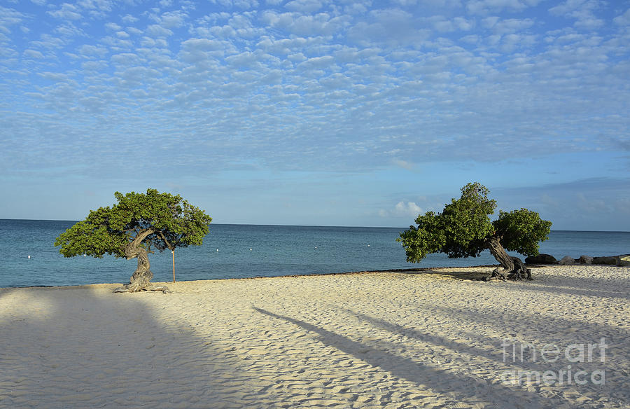 Stunning Look at a Pair of Divi Trees Photograph by DejaVu Designs ...