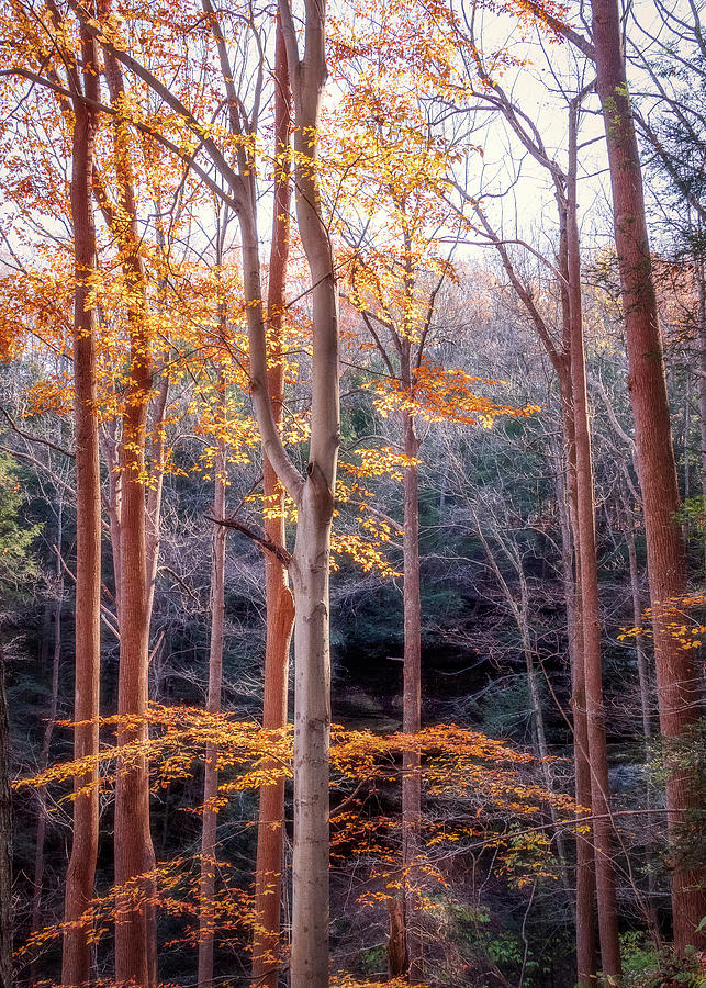 Subtle Fall Color Photograph by Norb Steuber - Fine Art America