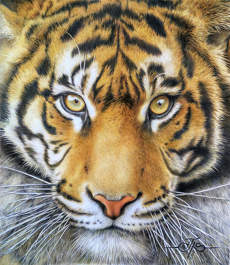 Sumatran Tiger Drawing Drawing by Irhash Fuadi - Fine Art America Sumatran Tiger Drawing Drawing by Irhash Fuadi - Fine Art America