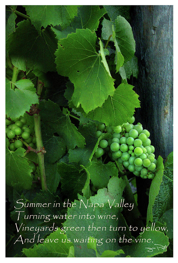 Summer In The Napa Valley A Poem One Of Four Photograph By Jim Pryts Fine Art America