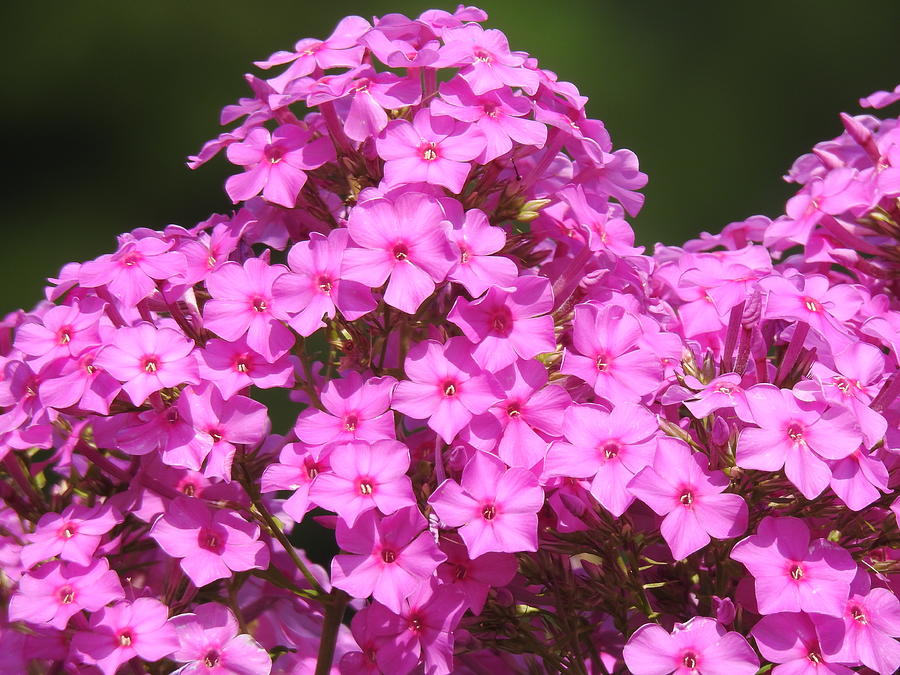 Summer Phlox Photograph by Barbara Ebeling - Fine Art America