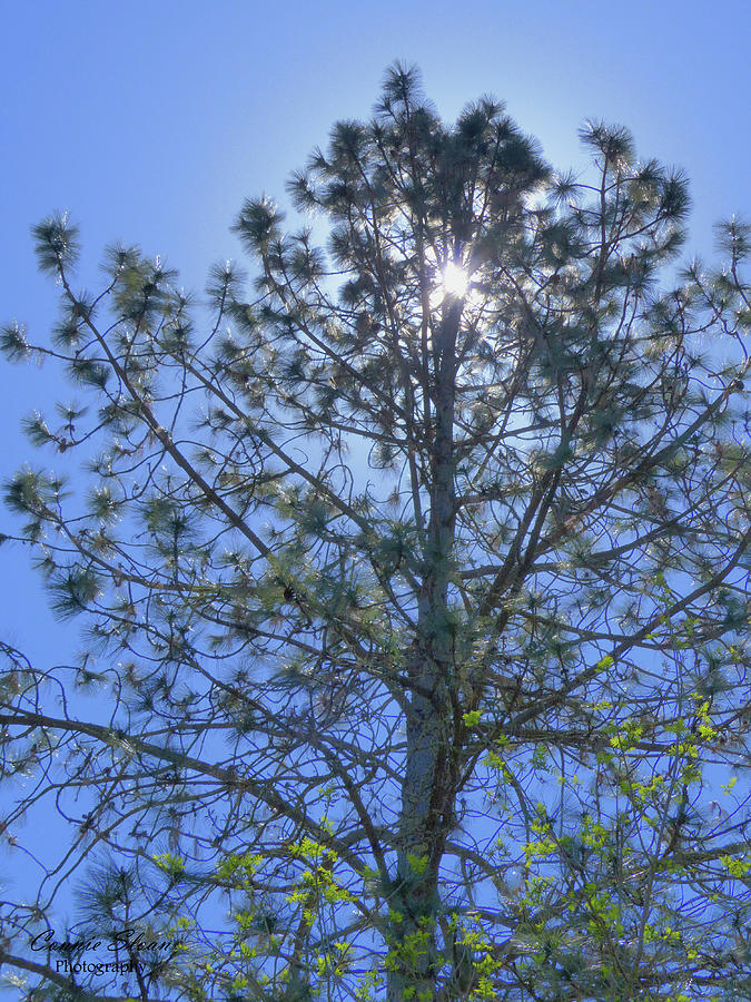 Sun in Tree Photograph by Connie Sloan - Pixels