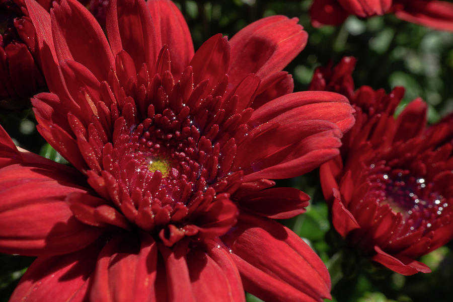Sun kissed Red Mum Photograph by Linda Howes | Fine Art America