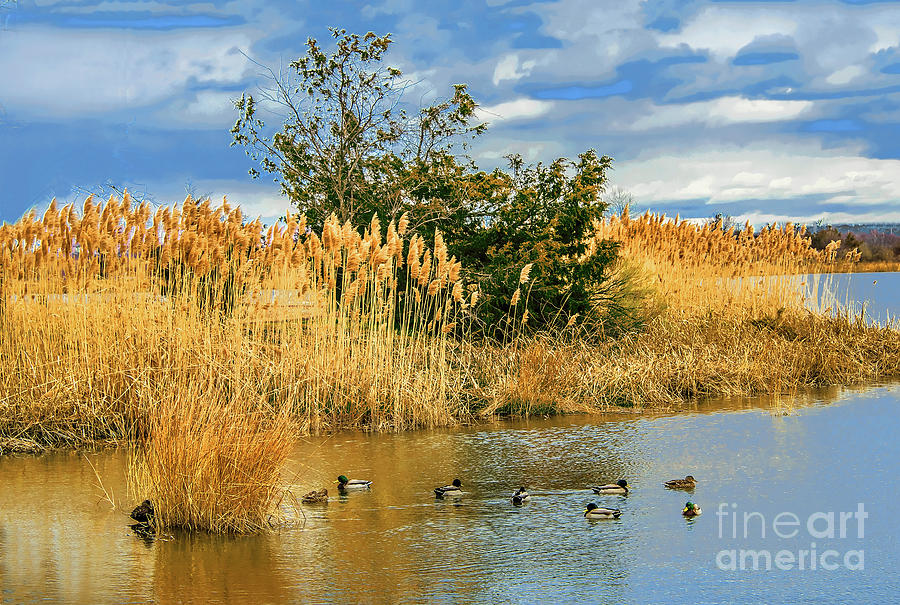 Sun-Kissed Winter Marsh Photograph by Regina Geoghan - Fine Art America