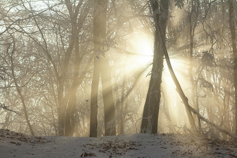 Beautiful sun rays in frozen winter forest Photograph by Daniel Moise ...