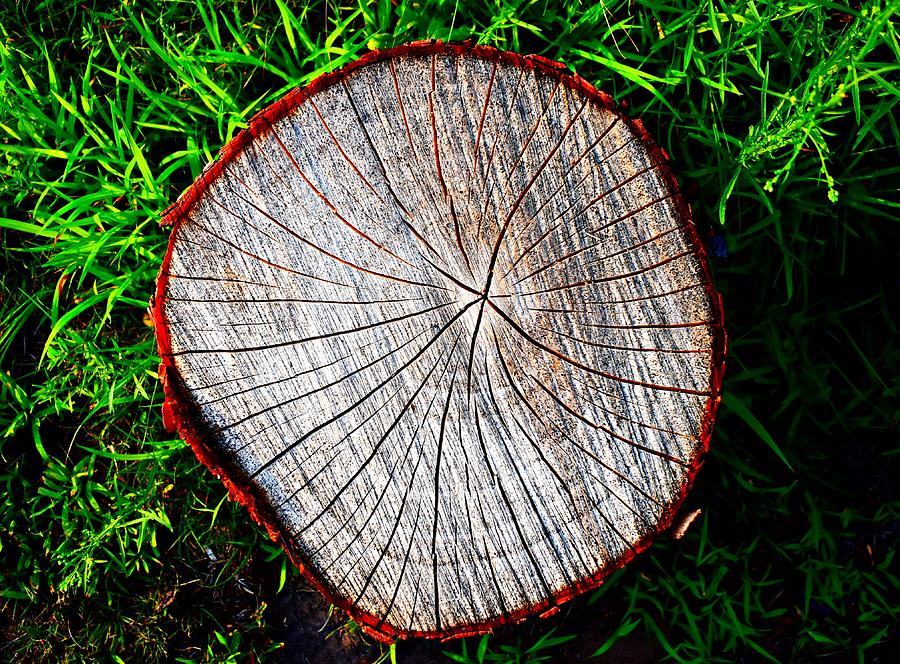 Sun-split log Photograph by Evan Bendickson - Fine Art America
