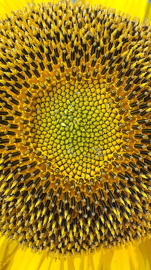 Sunflower Photograph by Erica Nava | Fine Art America