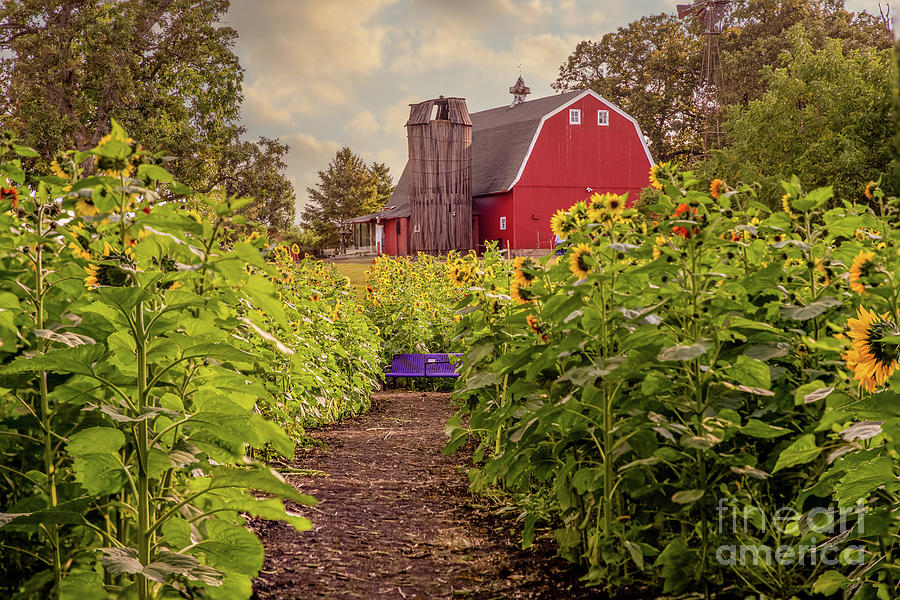 Sunflower Field and Barn in Rural Manchester, MN Photograph by Scott ...