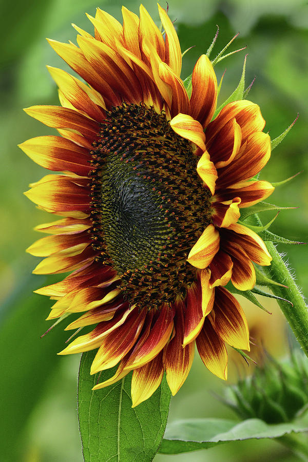 Sunflower Portrait Photograph by Dean Hueber - Fine Art America