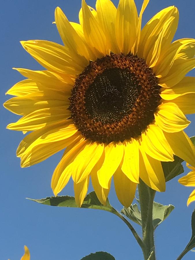 Sunflower standing Tall Photograph by Nancy Neel