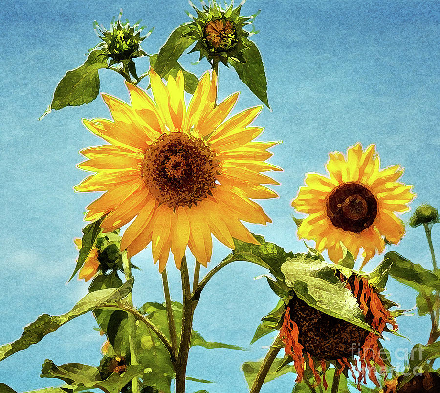 Sunflowers Watercolor Photograph By Michael Ziegler Fine Art America