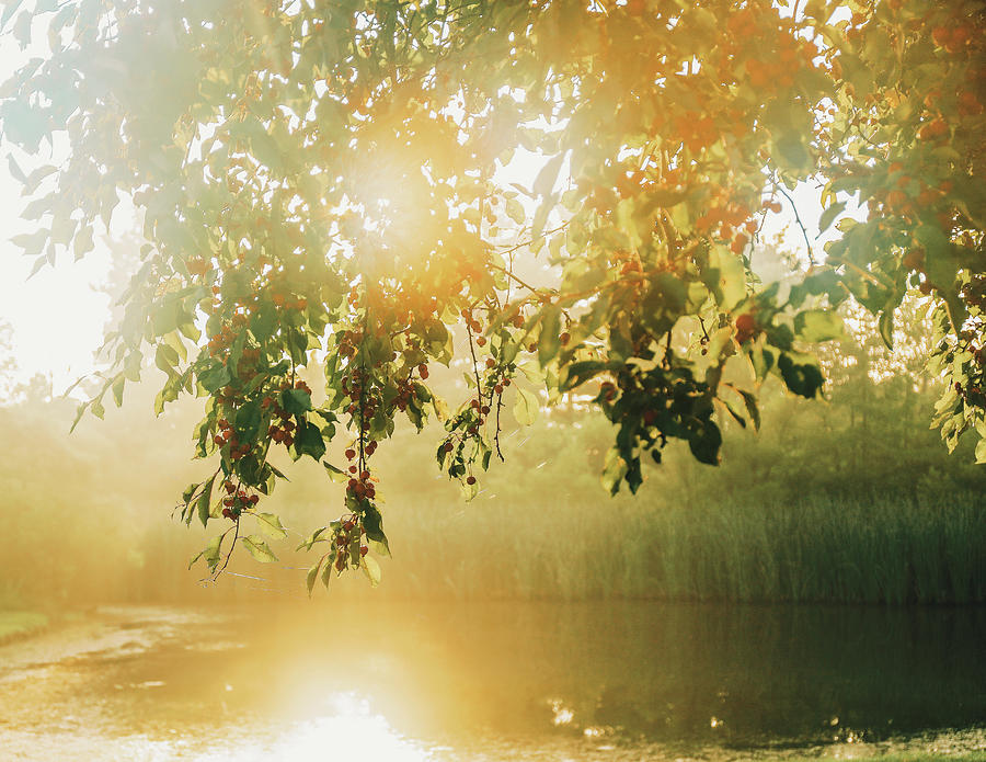 Sunlight Through Tree Branches Photograph by Dan Sproul - Pixels