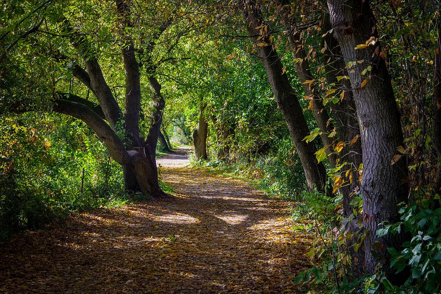 Sunlit Path Photograph by Stephen Sloan - Fine Art America