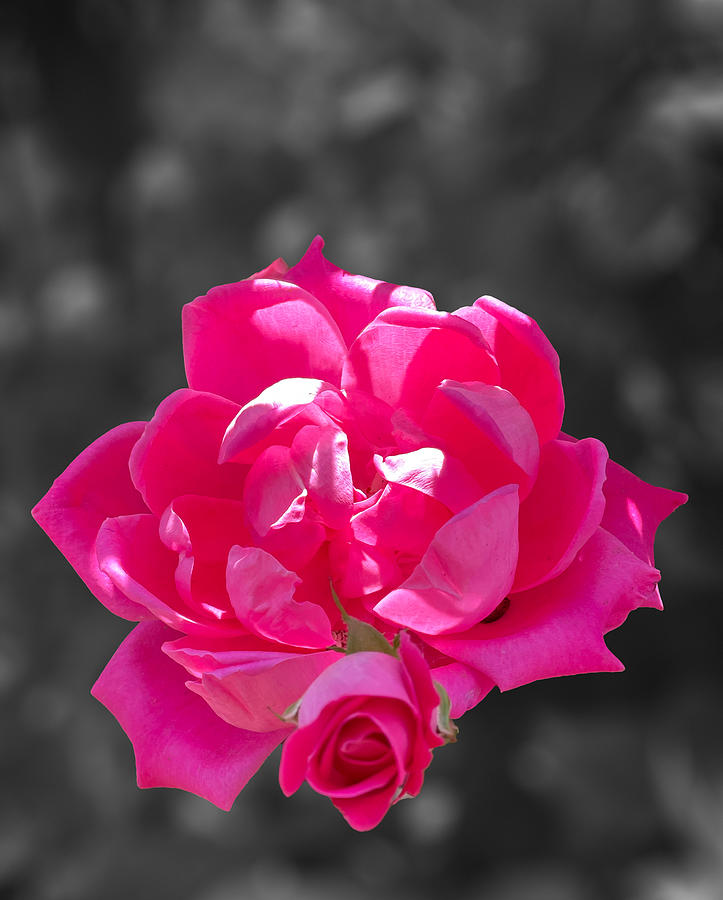 Sunlit Pink Rose Photograph by Christopher Morgan - Fine Art America