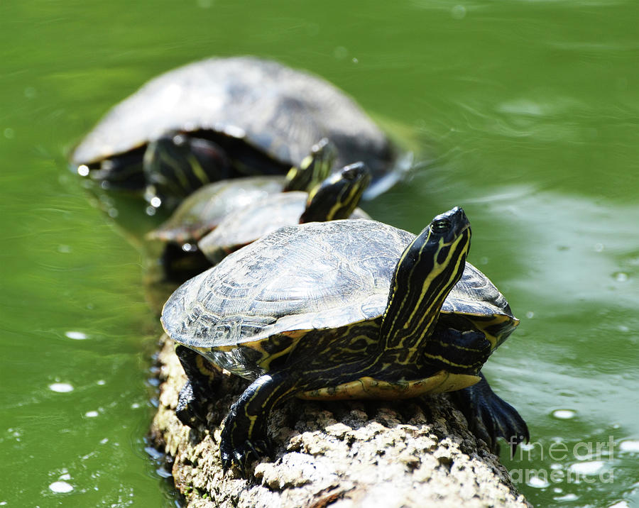 Sunning turtles Photograph by Brandy Schroeder - Fine Art America