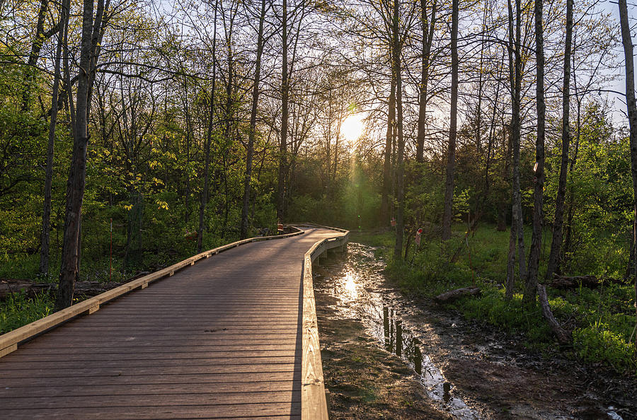 Sunny Woods Photograph by Kristopher Schoenleber - Fine Art America