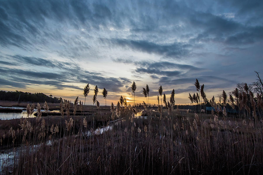 Sunrise Through the Reeds Photograph by Bob Cuthbert - Fine Art America