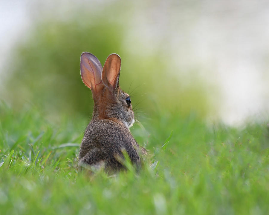 Sunset Bunny Photograph by Elaine Mathis - Fine Art America