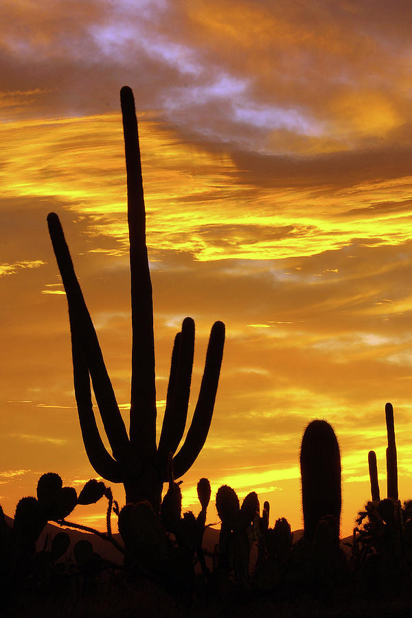 Sunset Evolution, Celebrating The Saguaro Photograph by Douglas Taylor ...