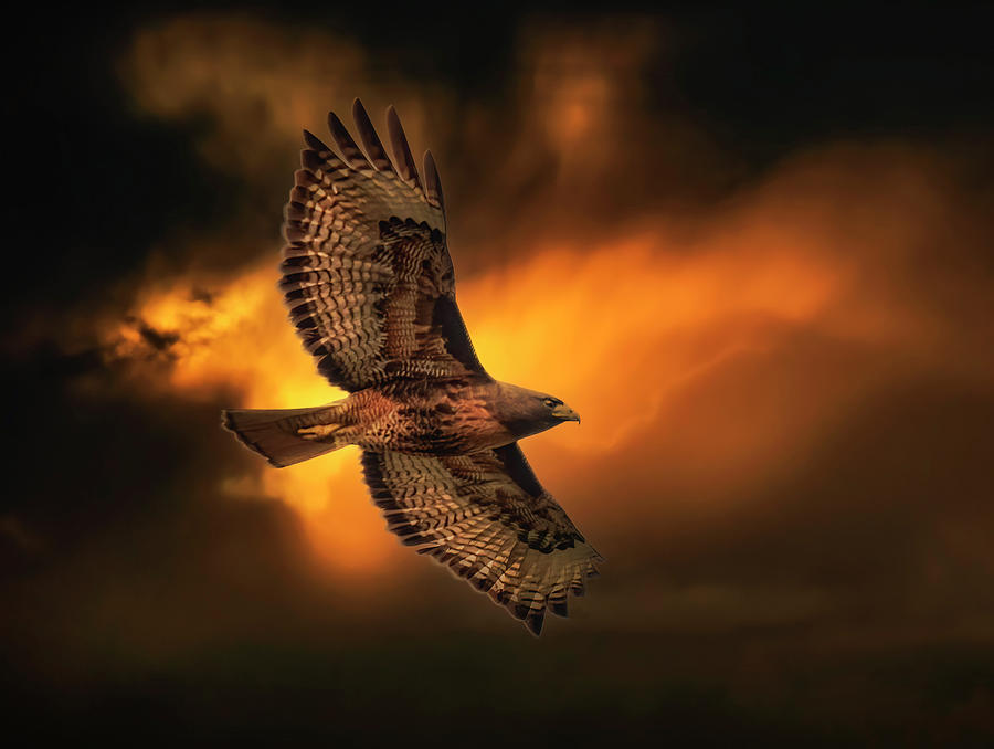 Sunset Hawk Photograph by Angie Vogel - Fine Art America