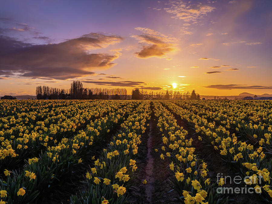 Sunset Sunlit Daffodil Fields Photograph by Mike Reid - Fine Art America