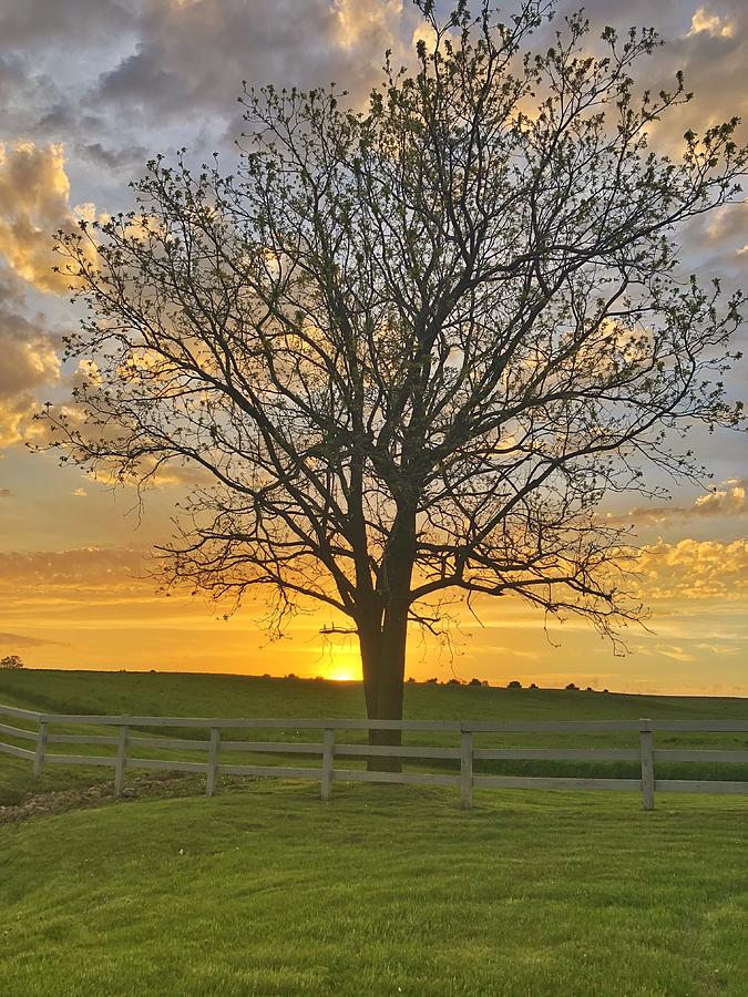 Sunset Tree Photograph by Douglas Ransom - Fine Art America
