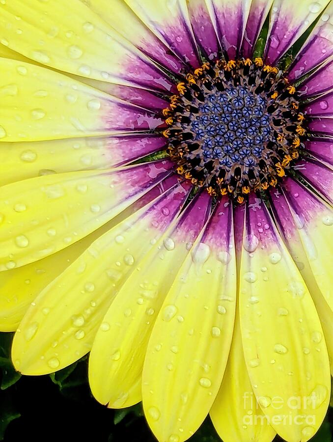 Sunshine on a Rainy Day Photograph by Ekta Gupta - Fine Art America