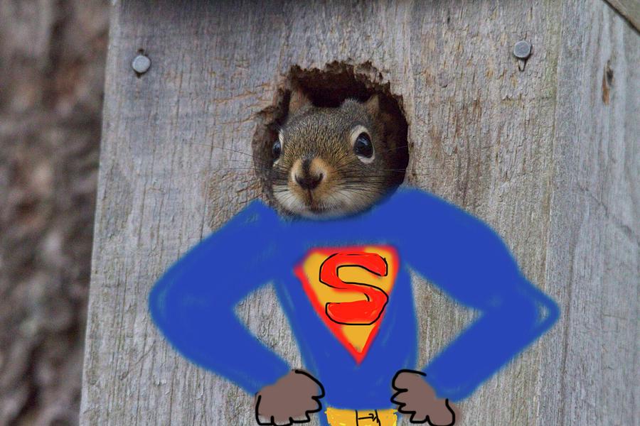 Super Squirrel Photograph by Sharon Wilkinson - Pixels