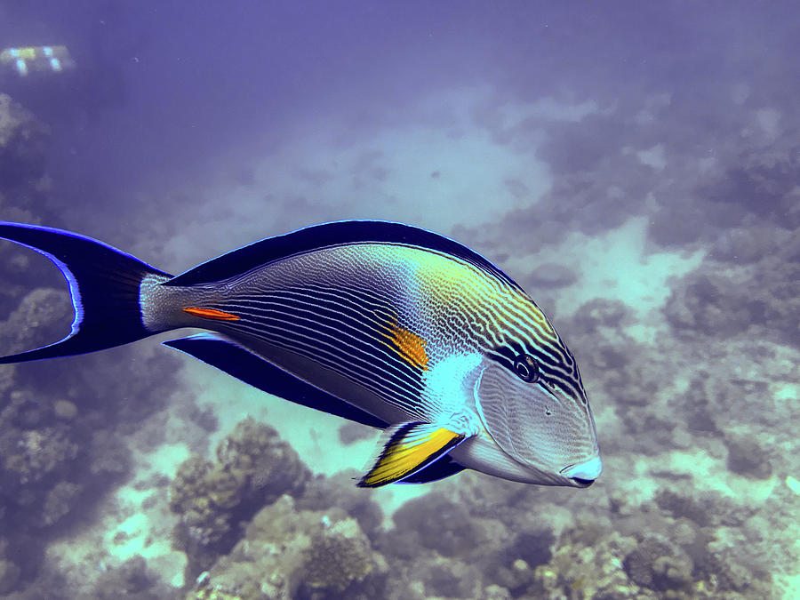 Surgeon Fish Photograph by Lik Batonboot | Pixels